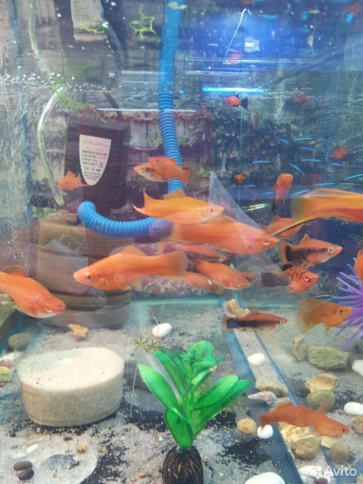 Аквариумные рыбки мирные крупные меченосцы