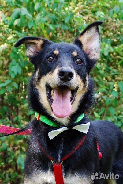 Арчи-молодой активный пес в добрые руки в дар