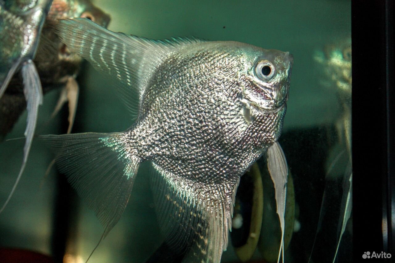 Продам крупных скалярий