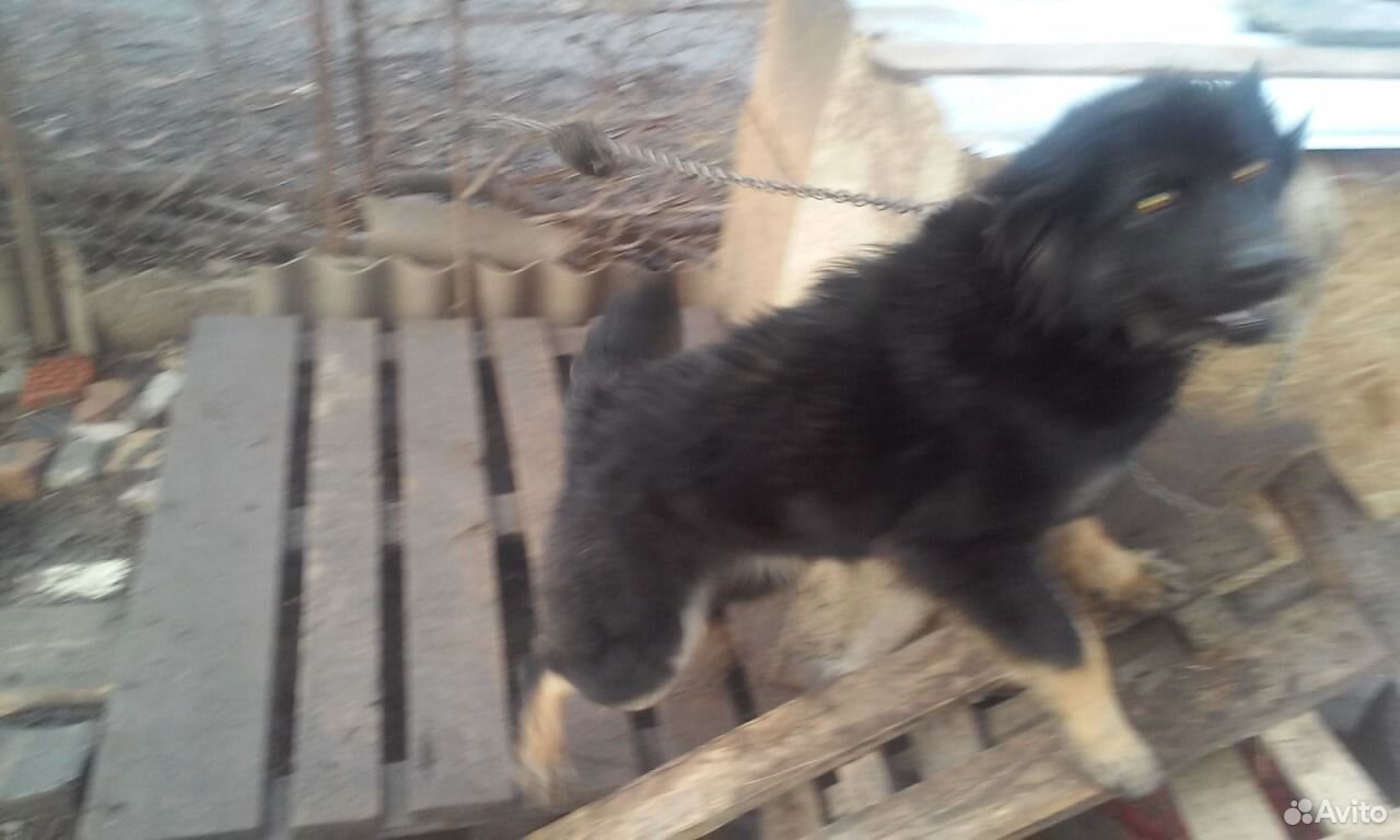 Метиска немецкой овчарки длинношерстная стерильная