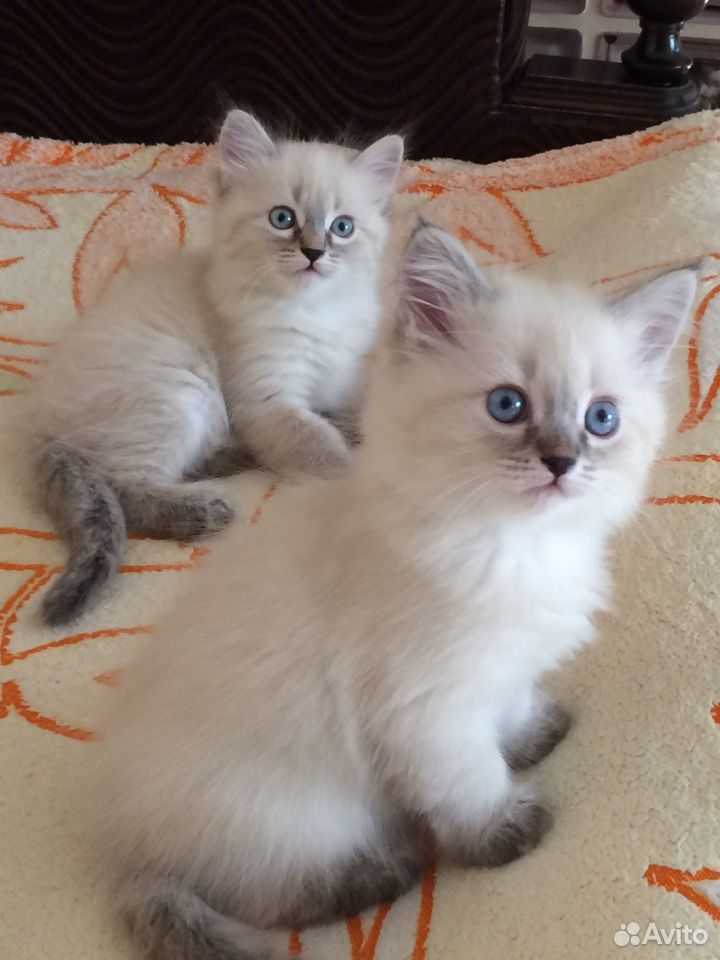 Невские Маскарадные котята