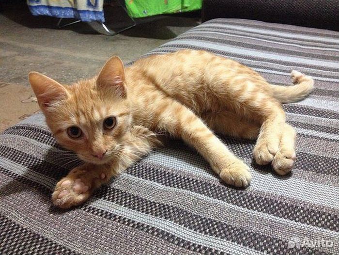 Весёлый Рокки - рыжий котенок в добрые руки