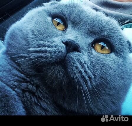 Котик на вязку