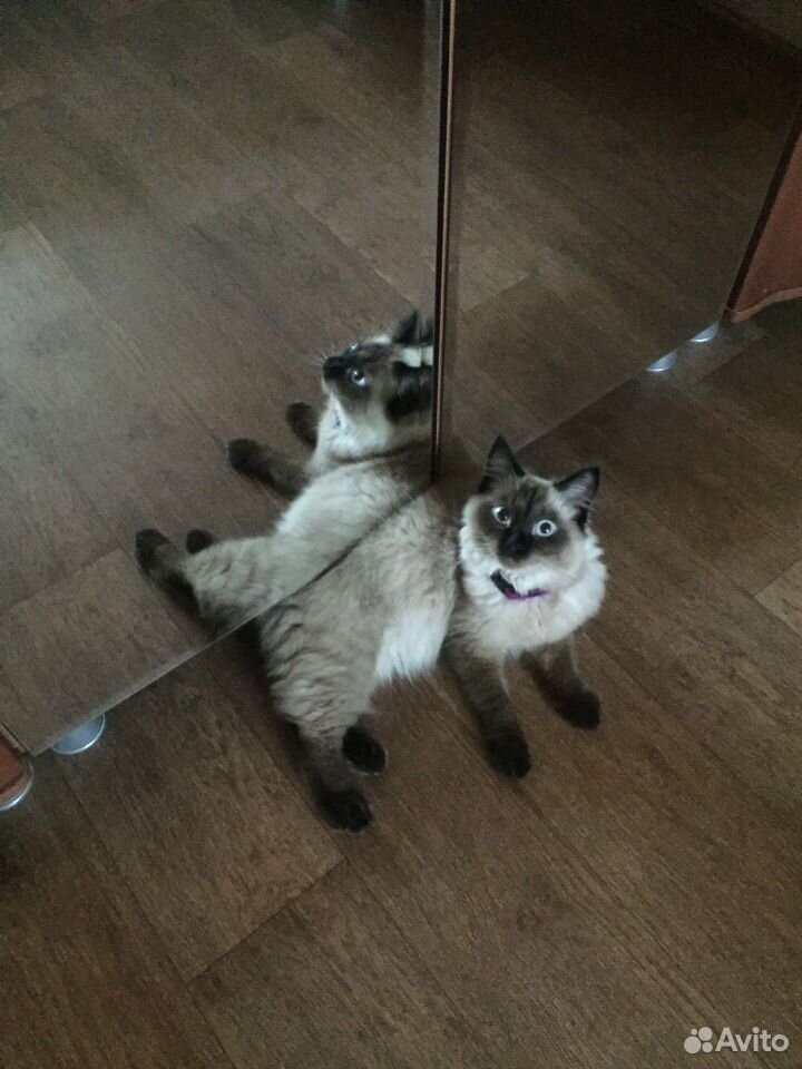 Вязка с тайским котиком