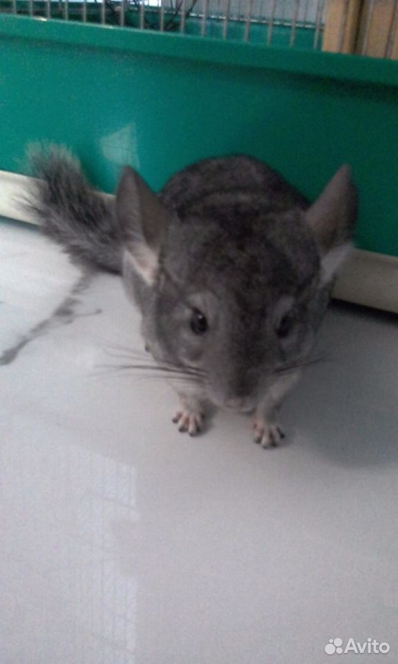 Продам шиншилленка