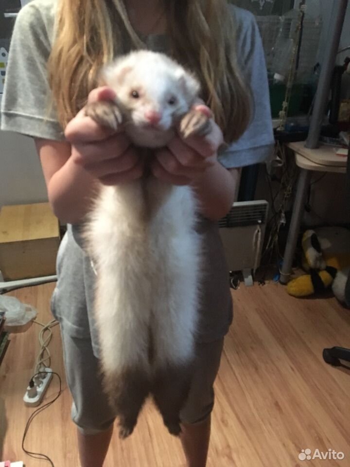 Вязка хорька