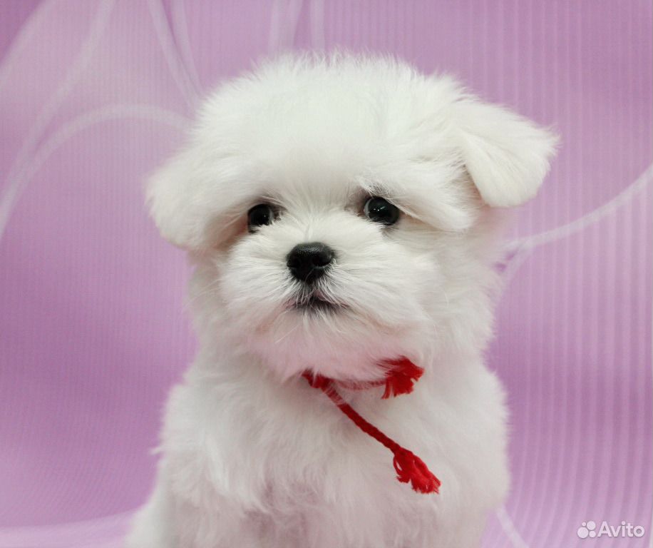 С кукольной мордашкой миниатюрные девочки