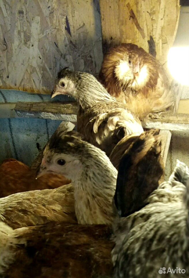 Продам молодок 4-3 месяца