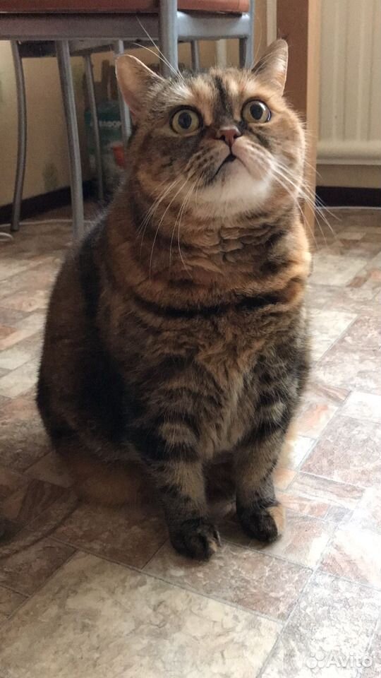 Кошка. Перс экзот