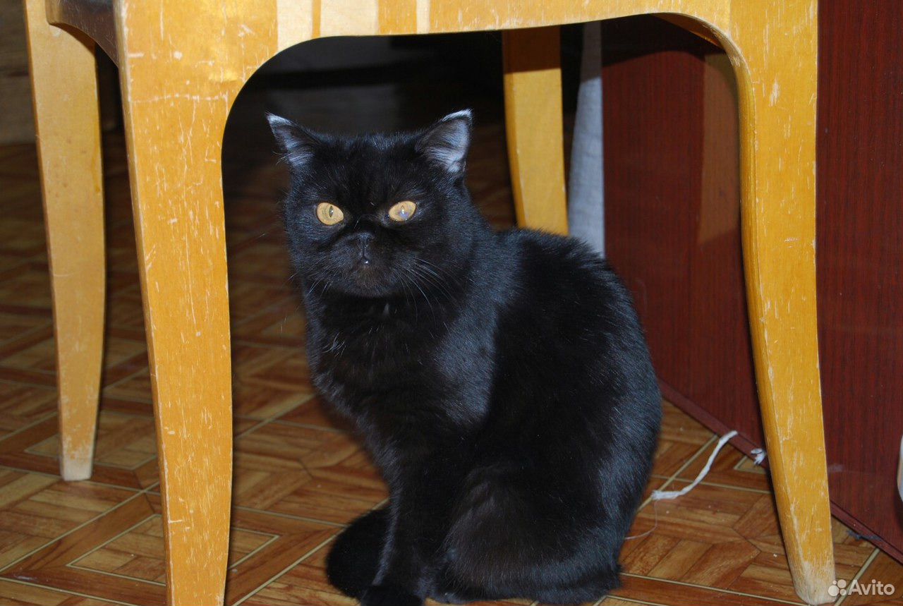 Метис Экзота. Стерилизованная