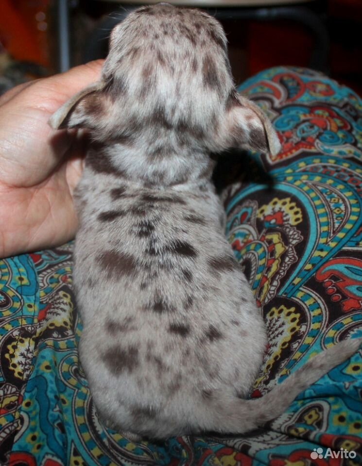 Чих мраморный Лиловый Горошек