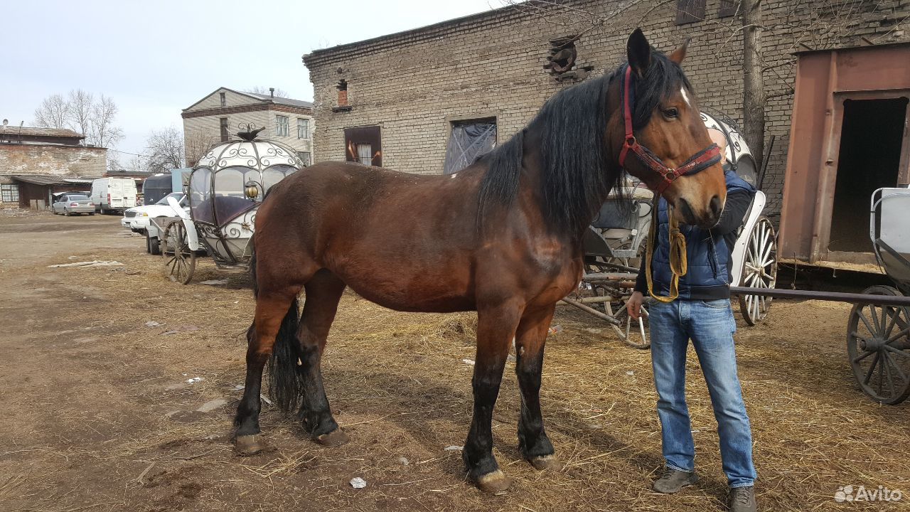 Кобыла Владимирская