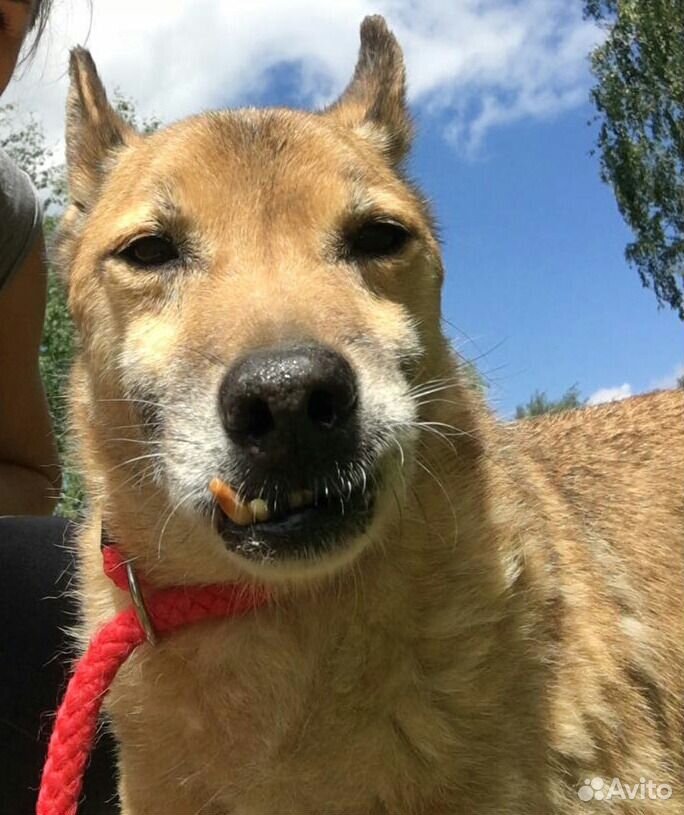 Отдам даром, в добрые руки особенного пса Чаки