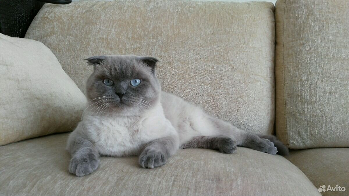 Шотландец вислоушка вязка