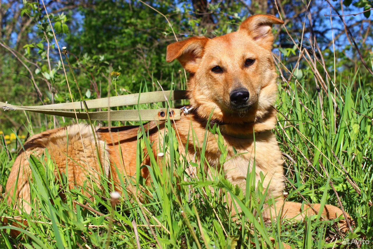 Мандаринка. Солнечный рыжик ищет дом