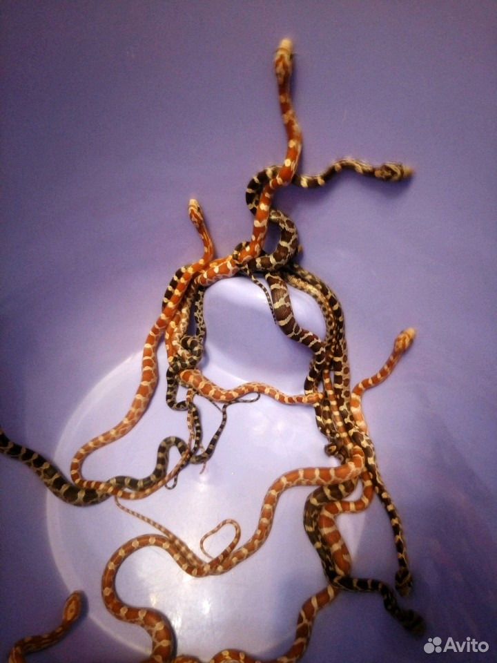 Змея. Маисовый полоз