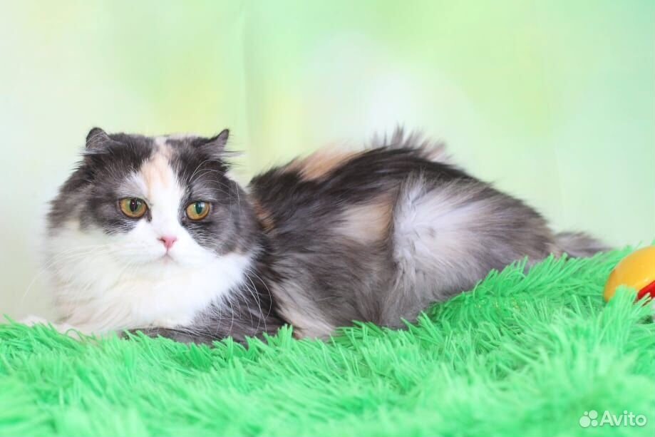 Шотландская кошка в добрые руки Ксюша, скотиш
