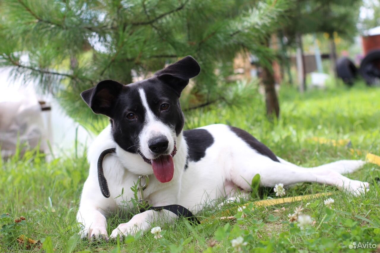 Собака Эльза в добрые руки