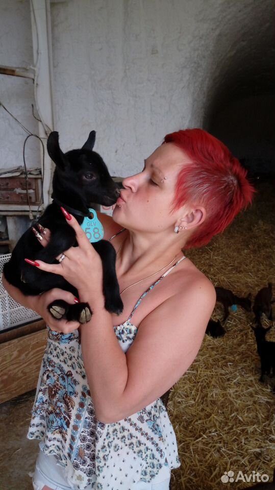 Козы Испания Мурсия Гранада