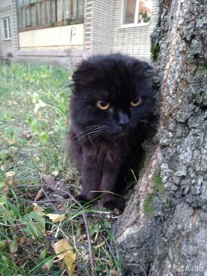 Котик шотландец