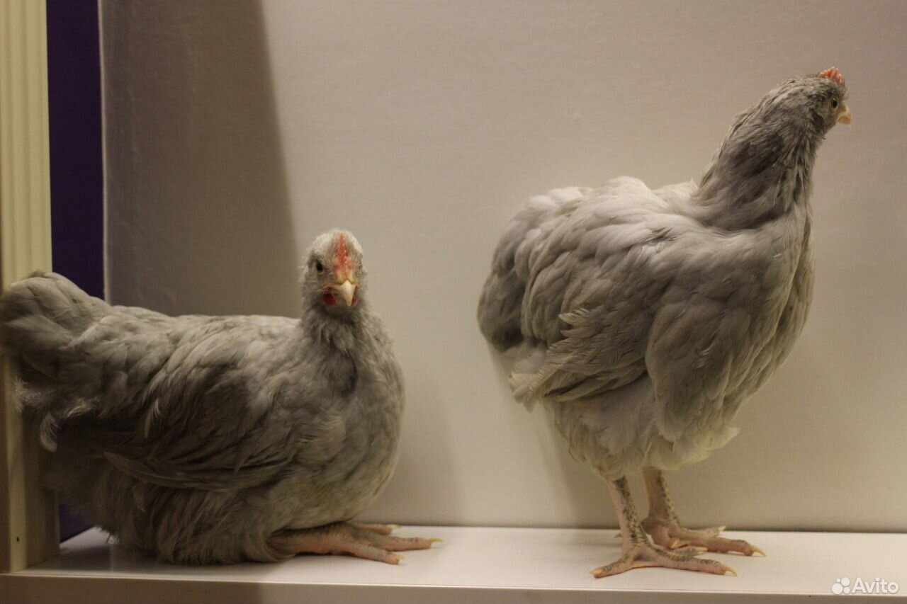 Орпингтон cuchoo лаванда, Венгрия