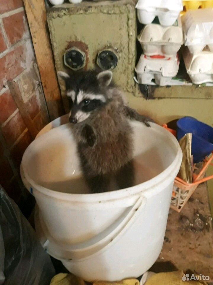 Енотики-полоскуны