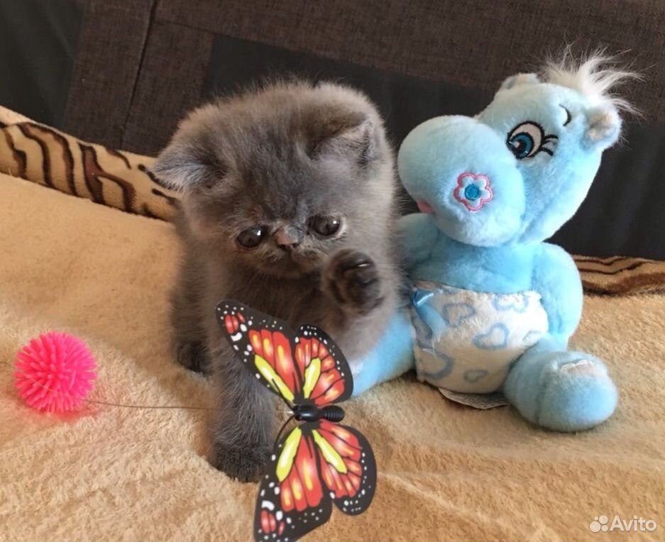 Пуговка ждёт своих хозяев