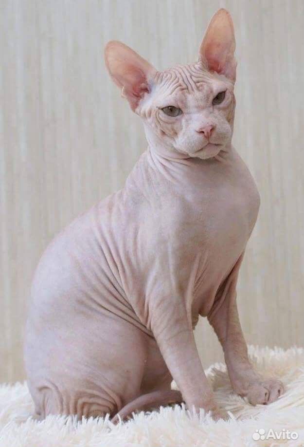 Кот Донского сфинкса