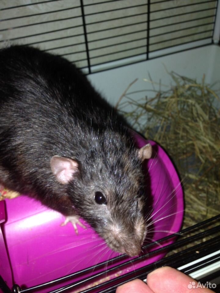 Отдам крысу в хорошие руки