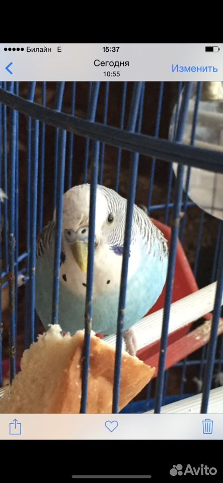 Пропал попугай