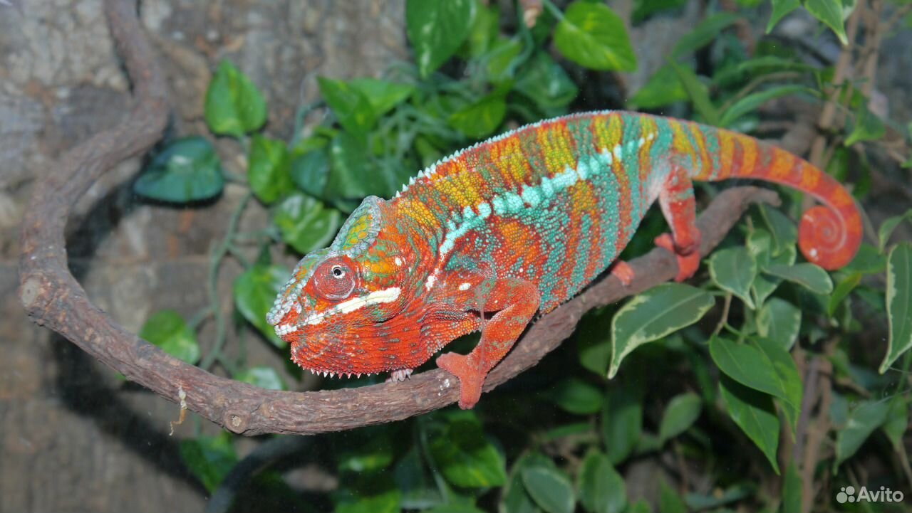 Пантеровые хамелеоны Furcifer Pardalis, 2,5 месяца