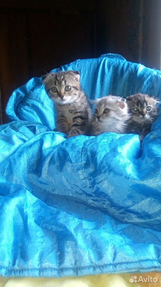 Вислоухие котята