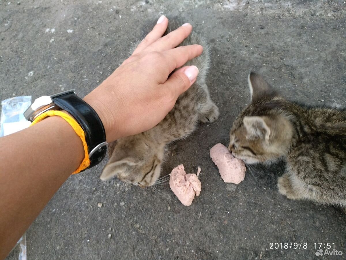 Котята