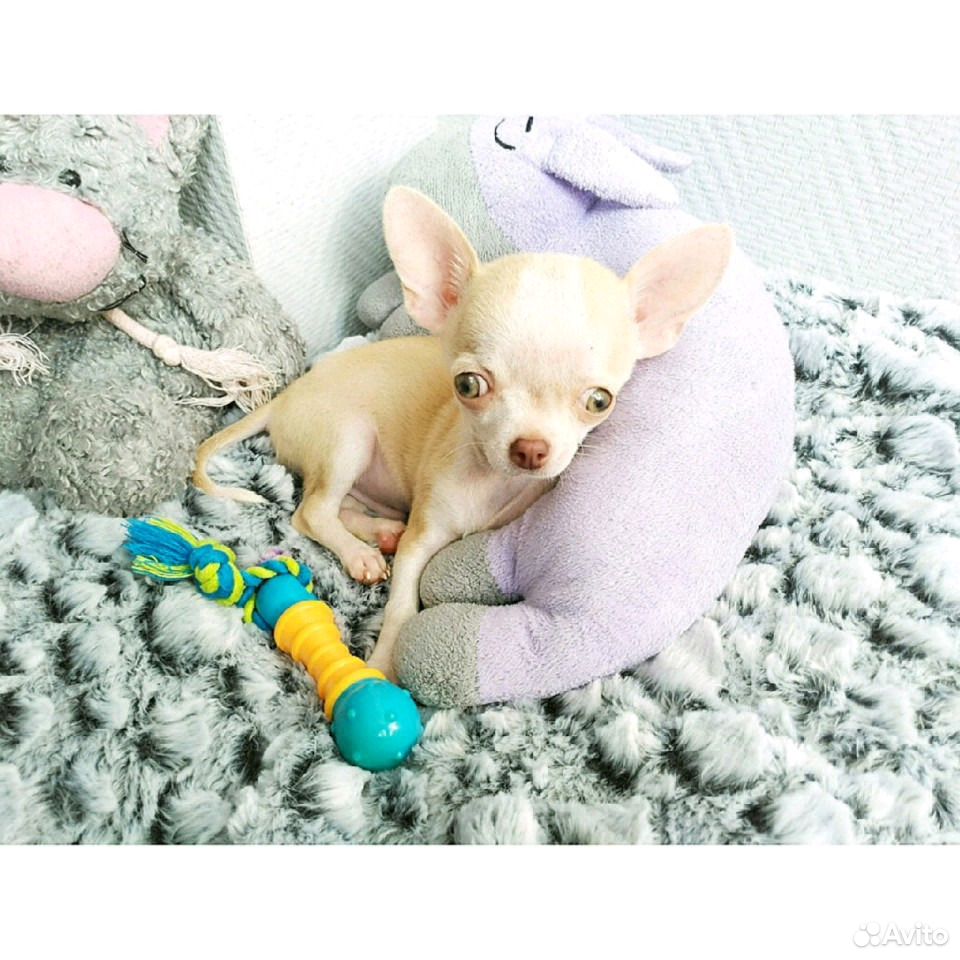 Мини мальчик чихуахуа