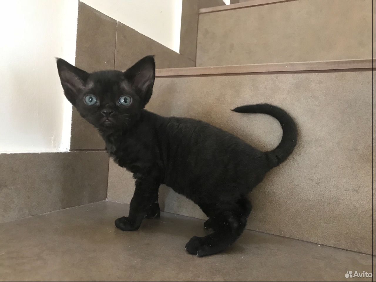 Чёрная кудряшка