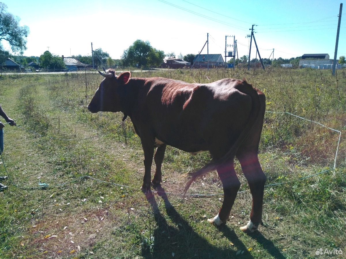 Телка 2летка