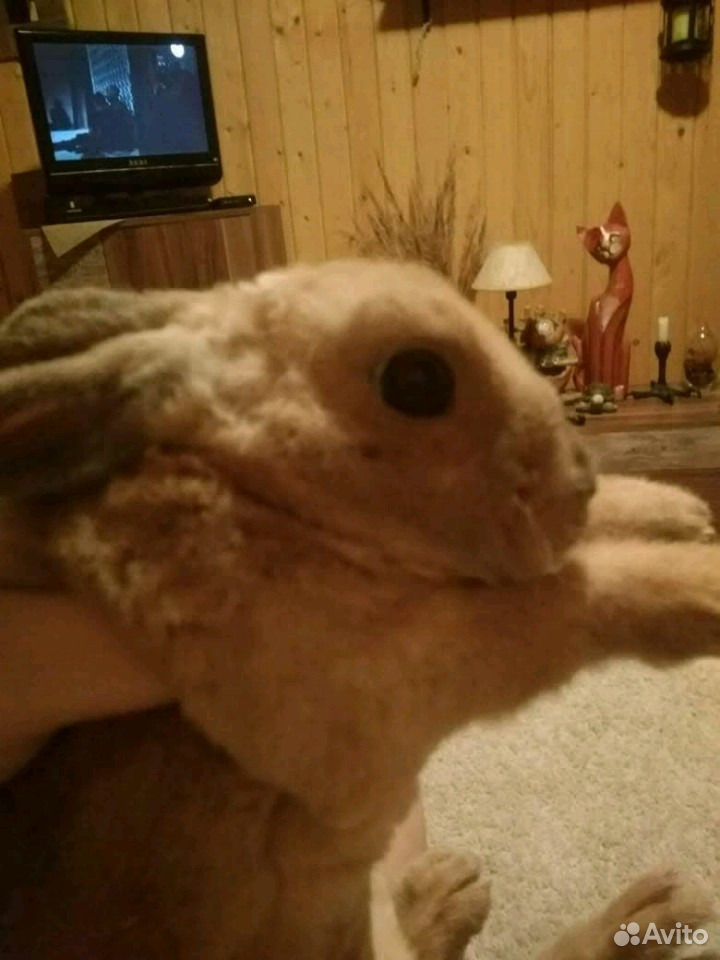 Кролик рекс