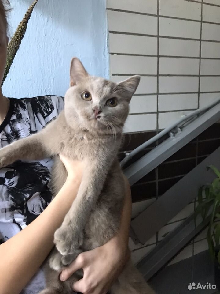 Котик