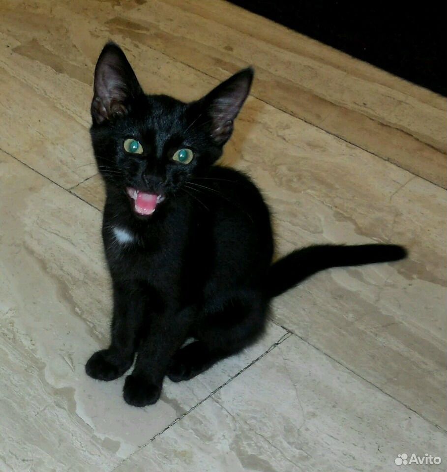 Отдам котенка в добрые ручки