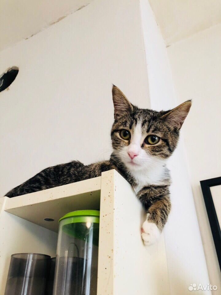 Самый грустный котёнок в добрые руки