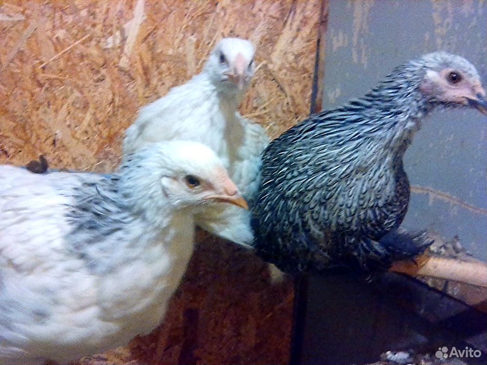 Цыплята-несушки-3.5 мес-6 шт