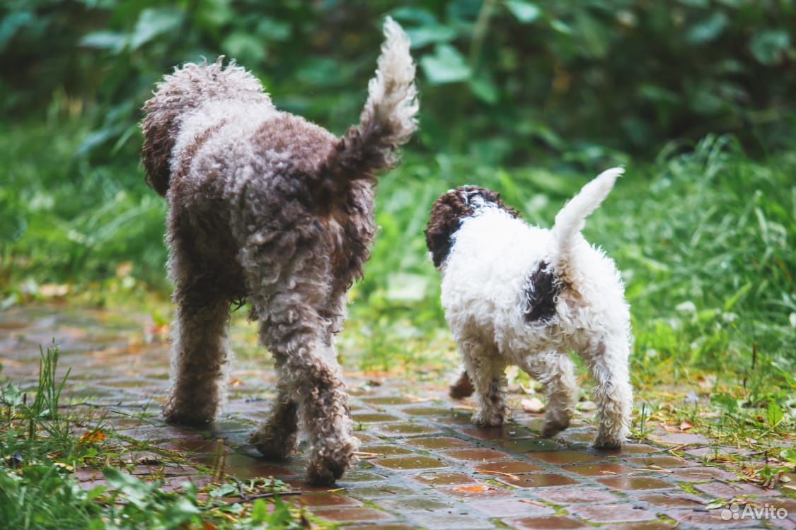 Щенок Лаготто Романьоло