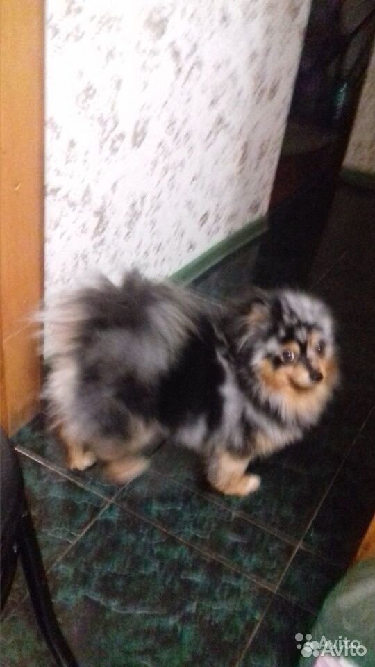 Мраморный шпиц