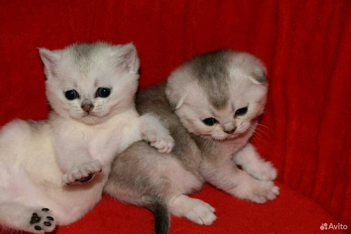 Серебро и Золото