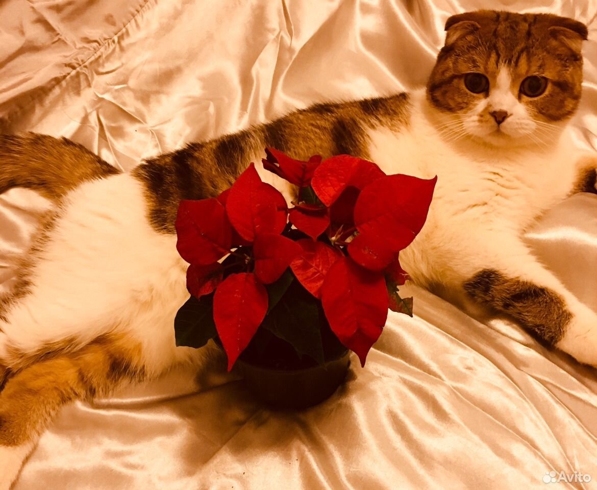 Вязка с шикарным Британцем