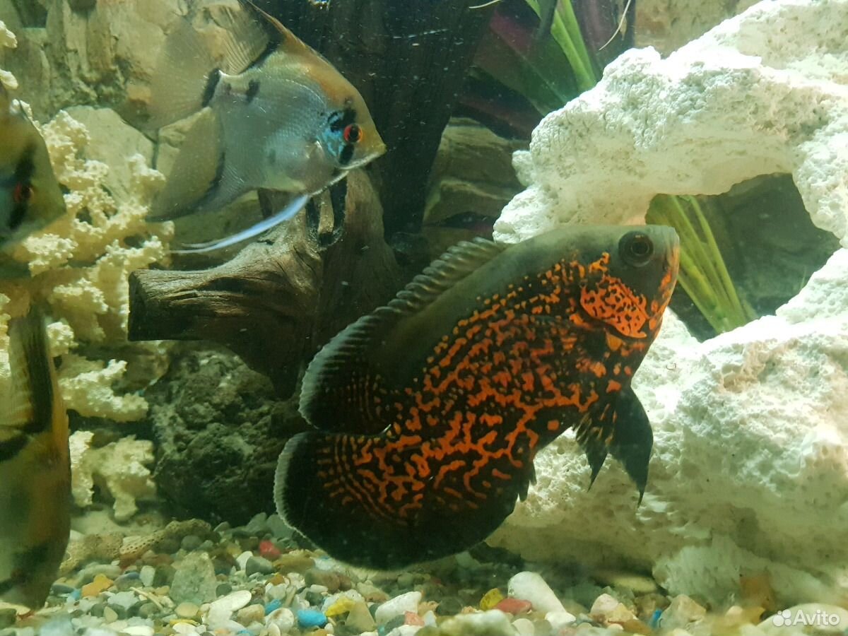 Астронотус