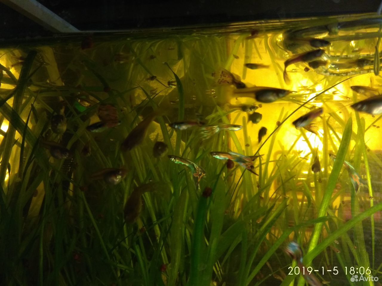 Растение валлиснерия