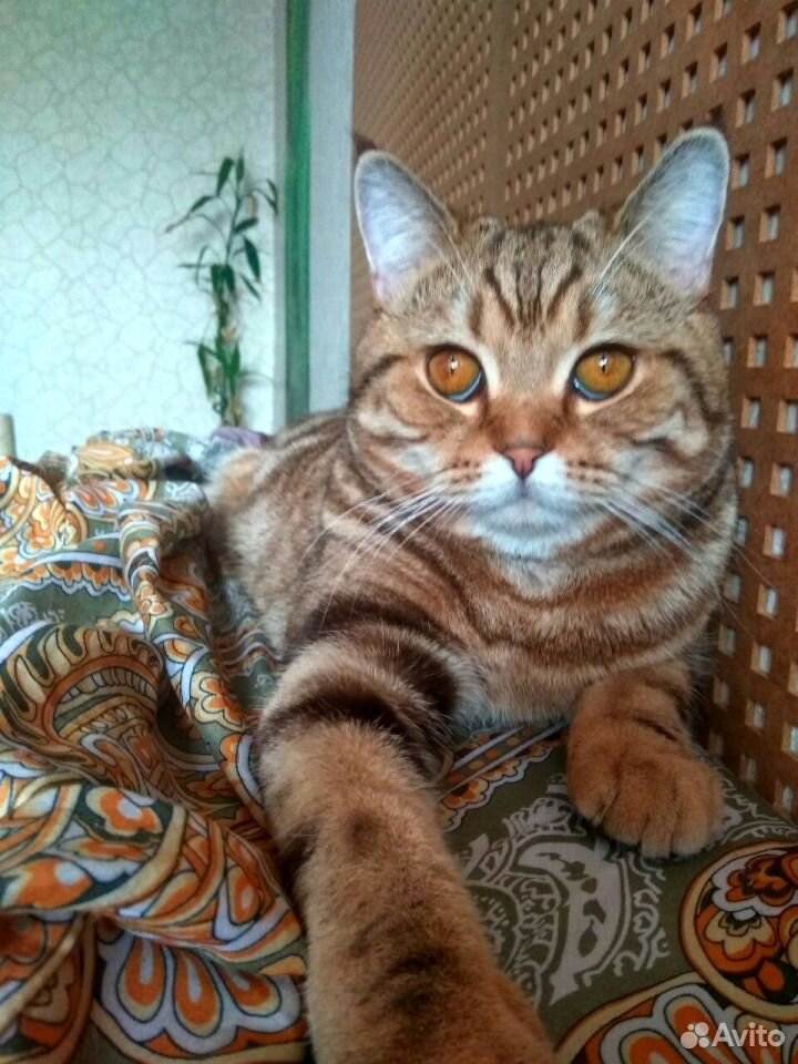 Случка/вязка