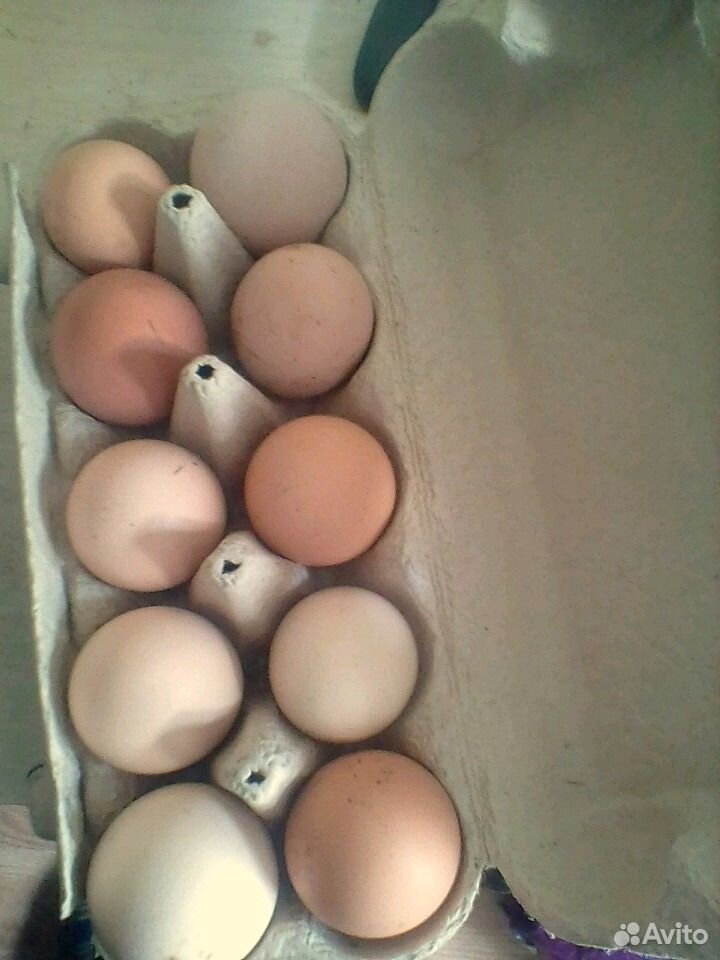 Инкубационное яйцо