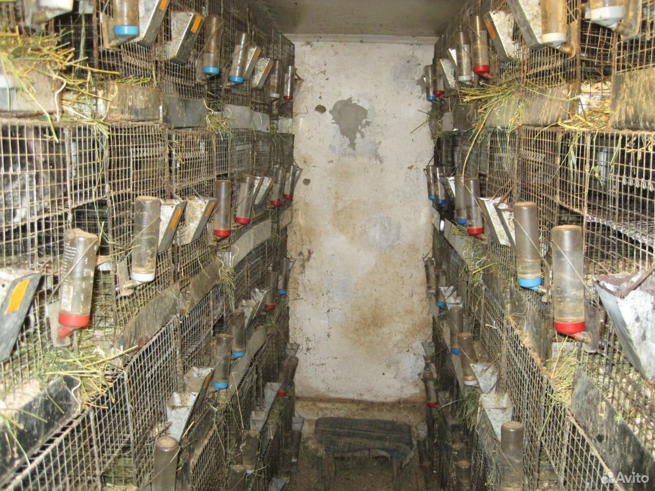 Племенные шиншиллы для создания фермы